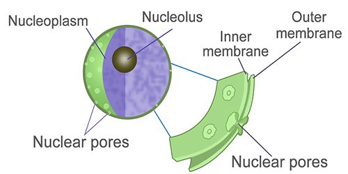 Difference Between Cytoplasm And Nucleoplasm Definition