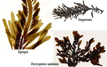 Phaeophyta Examples