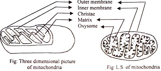 Explain Mitochondria with Structure and Functions - QS Study Explain Mitochondria with Structure and Functions - QS Study