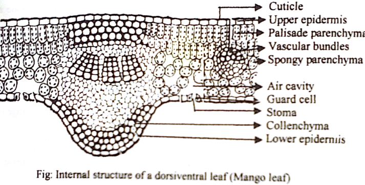 Describe The Anatomical Structure Of A Dicot Leaf QS Study describe-the-anatomical-structure-of-a-dicot-leaf-qs-study