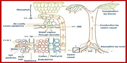 What are the Organs of Plants involved in Water Absorption? - QS Study