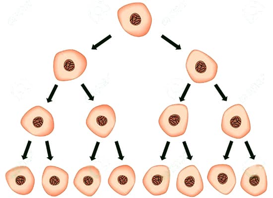 Define Cell Division With Its Types QS Study Define Cell Division With Its Types QS Study