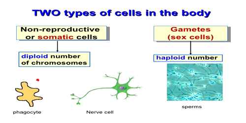Nature of Living Cell on the basis of Function - QS Study