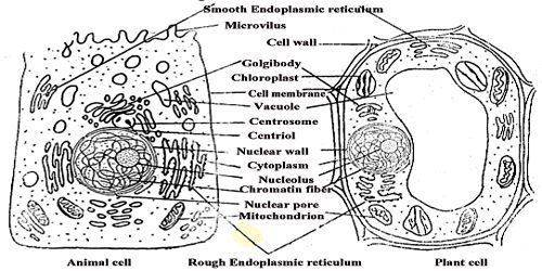 Structure of Living Cell - QS Study Structure of Living Cell - QS Study