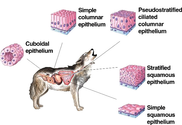 Structural Characteristics, Functions of Epithelial Tissue - QS Study Structural Characteristics, Functions of Epithelial Tissue - QS Study