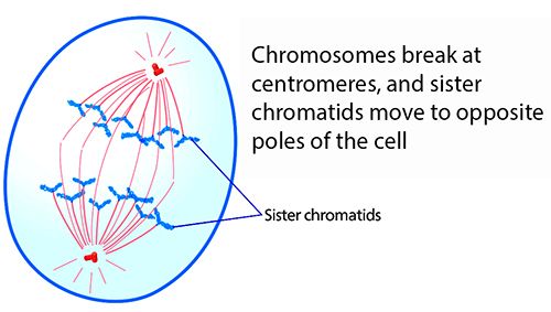 Stages of Mitosis - QS Study