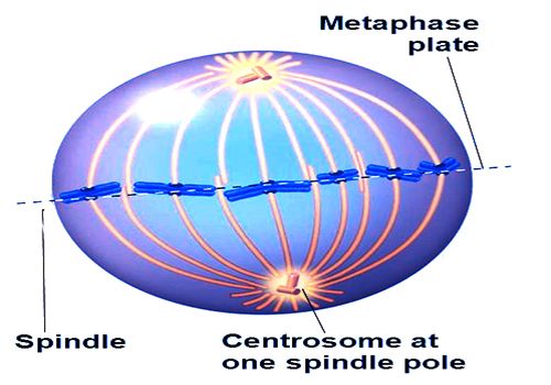 Stages of Mitosis - QS Study