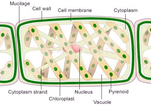 Spirogyra Diagram Draw A Neat And Well Labelled Diagram Of Spirogyra