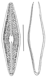 Discuss the Structure and Habitat of Navicula - QS Study