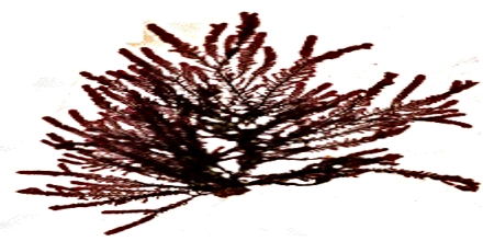 Rhodophyta Examples