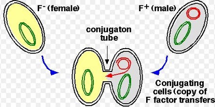What is conjugation? - QS Study