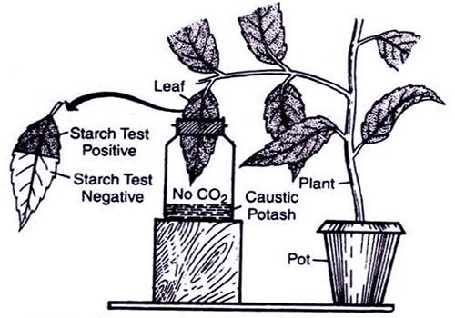 Experiment: Photosynthesis cannot occur without CO2 - QS Study