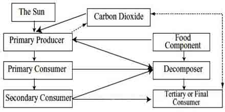 Food Web of Ecology - QS Study