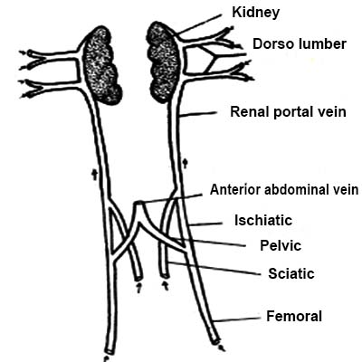 Portal System of Toad - QS Study