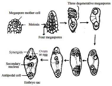 Formation of Female Gamete - QS Study