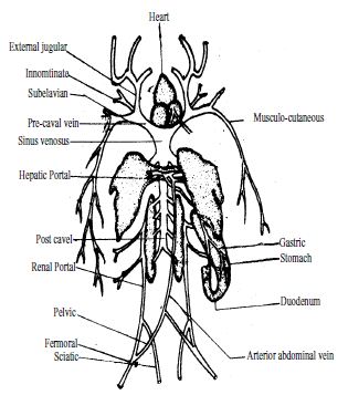 Venous System of Toad - QS Study