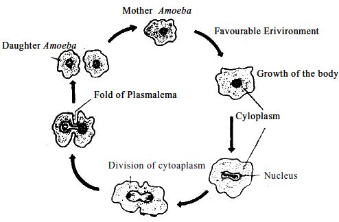 Reproduction of Amoeba - QS Study