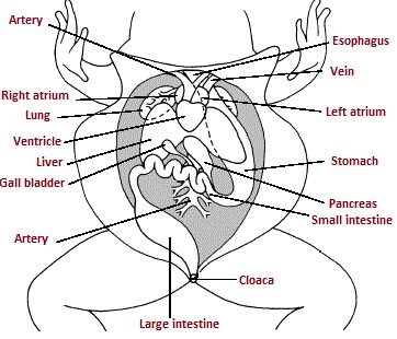 Alimentary Canal of Toad - QS Study