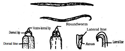 Roundworm - QS Study