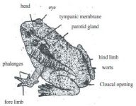 External Morphology of Toad - QS Study