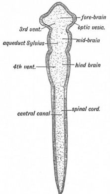 Spinal Cord of Toad - QS Study