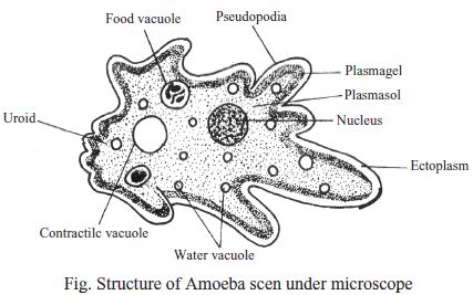 Body Structure of Amoeba - QS Study