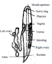 Female Reproductive System of Roundworm - QS Study