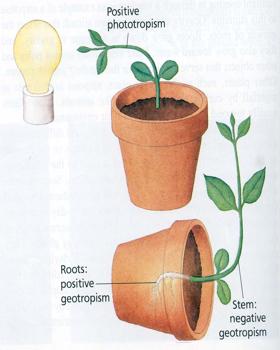 Phototropism: Growth regulatory Substances - QS Study