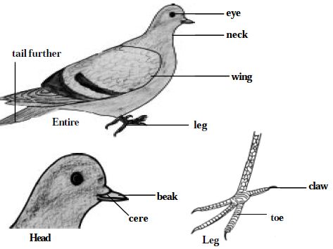 External Features of Pigeon - QS Study