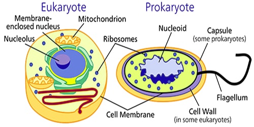 Define Cell and Mention different types of Cells - QS Study