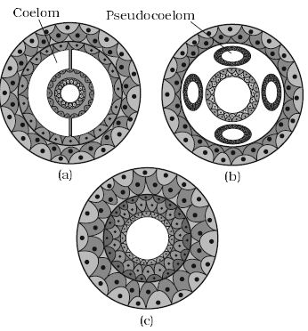 Define and Describe on Coelom - QS Study