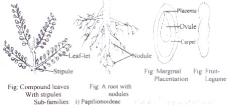 Identifying Characteristics of the Family Leguminosae - QS Study