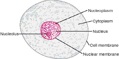 Define Cell and Mention different types of Cells - QS Study