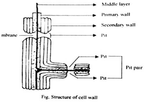 Plant Cell Wall - QS Study