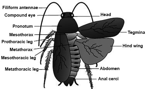 Explain Morphology of Cockroach - QS Study