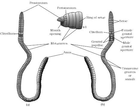 Morphology of Earthworm - QS Study
