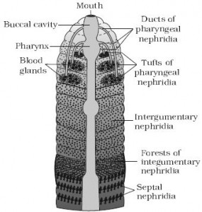 Excretory Organs of Earthworm - QS Study