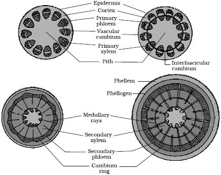 Explain Activity of the Cambial Ring - QS Study