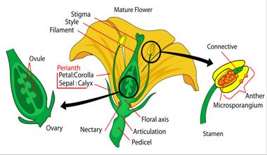 Explain Gynoecium of Flower - QS Study