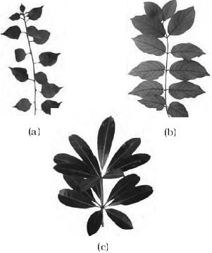 Describe on Phyllotaxy - QS Study