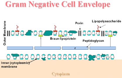 Cell Envelope and its Modifications in Prokaryotic Cells - QS Study