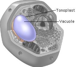 Define and Dexcribe on Vacuoles - QS Study