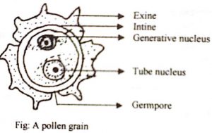 Describe the Formation and Structure of a Pollen Grain - QS Study