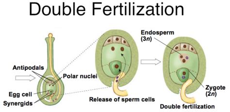 What do you mean by Double Fertilization? - QS Study