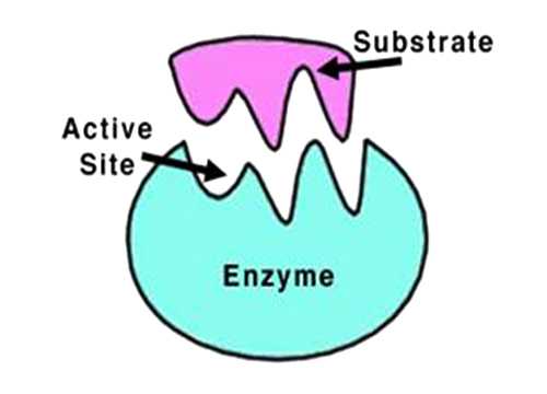 Define Enzyme - QS Study