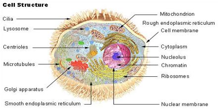 Explain on Structure of Cell - QS Study