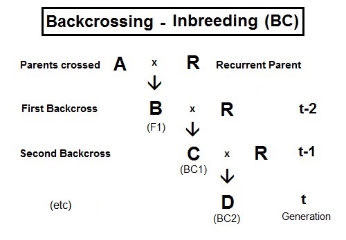 Define and Describe on Back Cross - QS Study