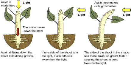 Auxin: Definition and Formation - QS Study
