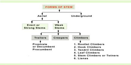 Classifications of Stem - QS Study