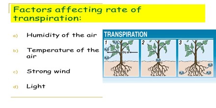 Descriptions about the Factors of Transpiration - QS Study
